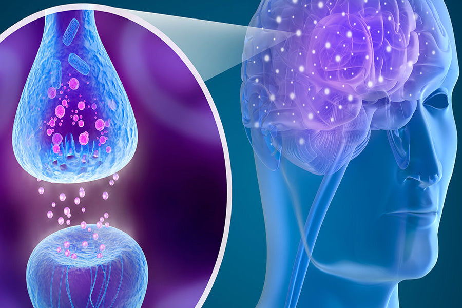 Poor Memory = Nutritional Deficiencies – HerbWorks